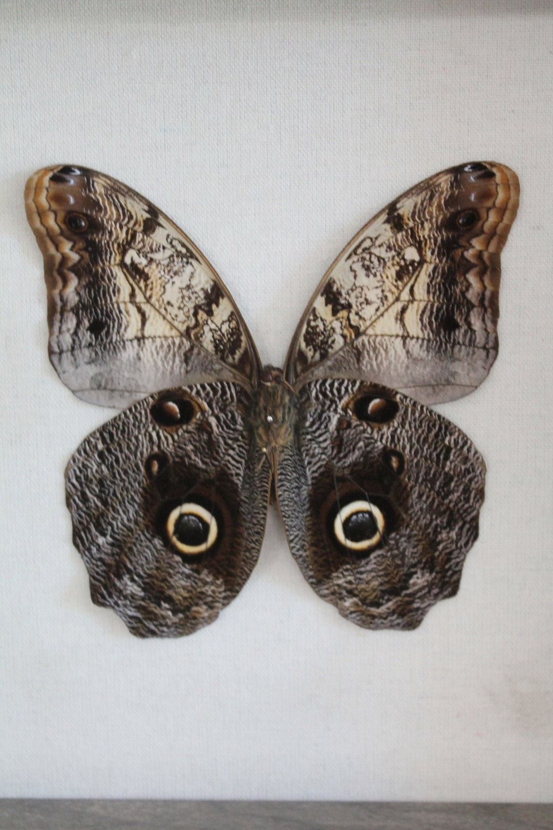 Caligo Telamonius the Giant Owl Framed Butterfly - Etsy