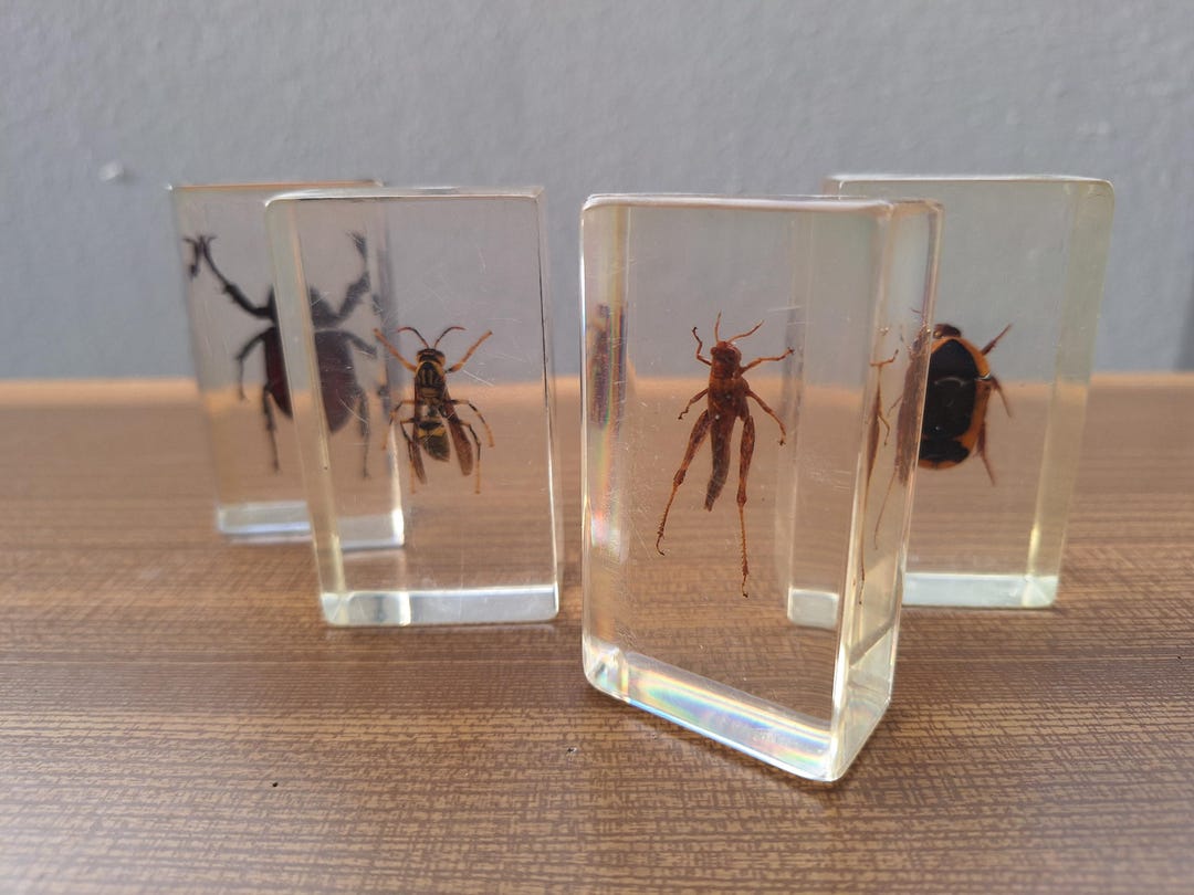 Vintage Acrylic Block Insects - Etsy