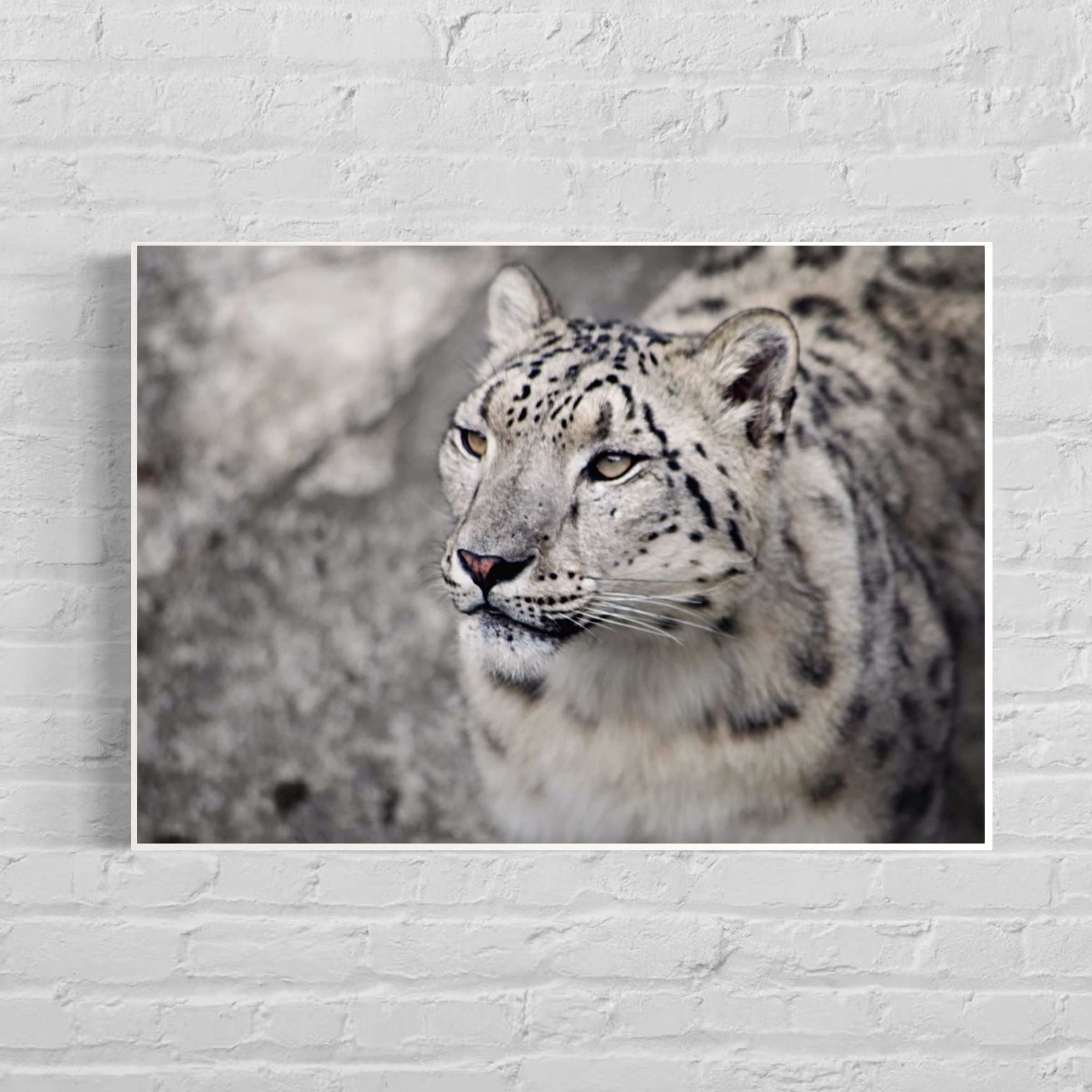 Snow Leopard Photography Print - Etsy
