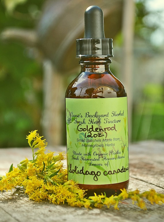 Goldenrod Herbal Tincture solidago Canadenis Health & - Etsy