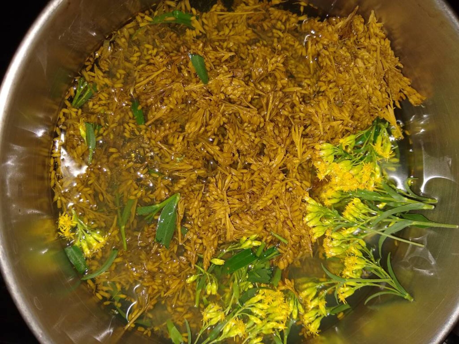 Goldenrod Herbal Tincture (solidago Canadenis) Health & Wellness - Etsy