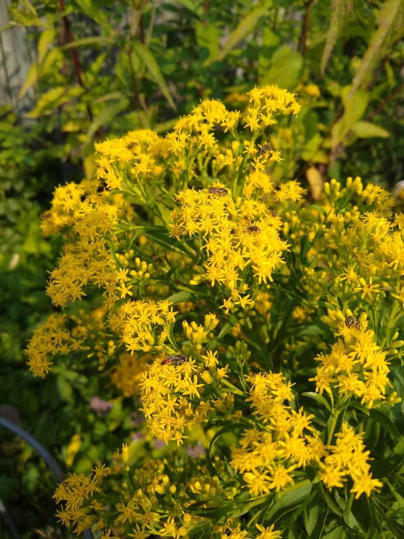 Goldenrod Herbal Tincture (solidago Canadenis) Health & Wellness - Etsy