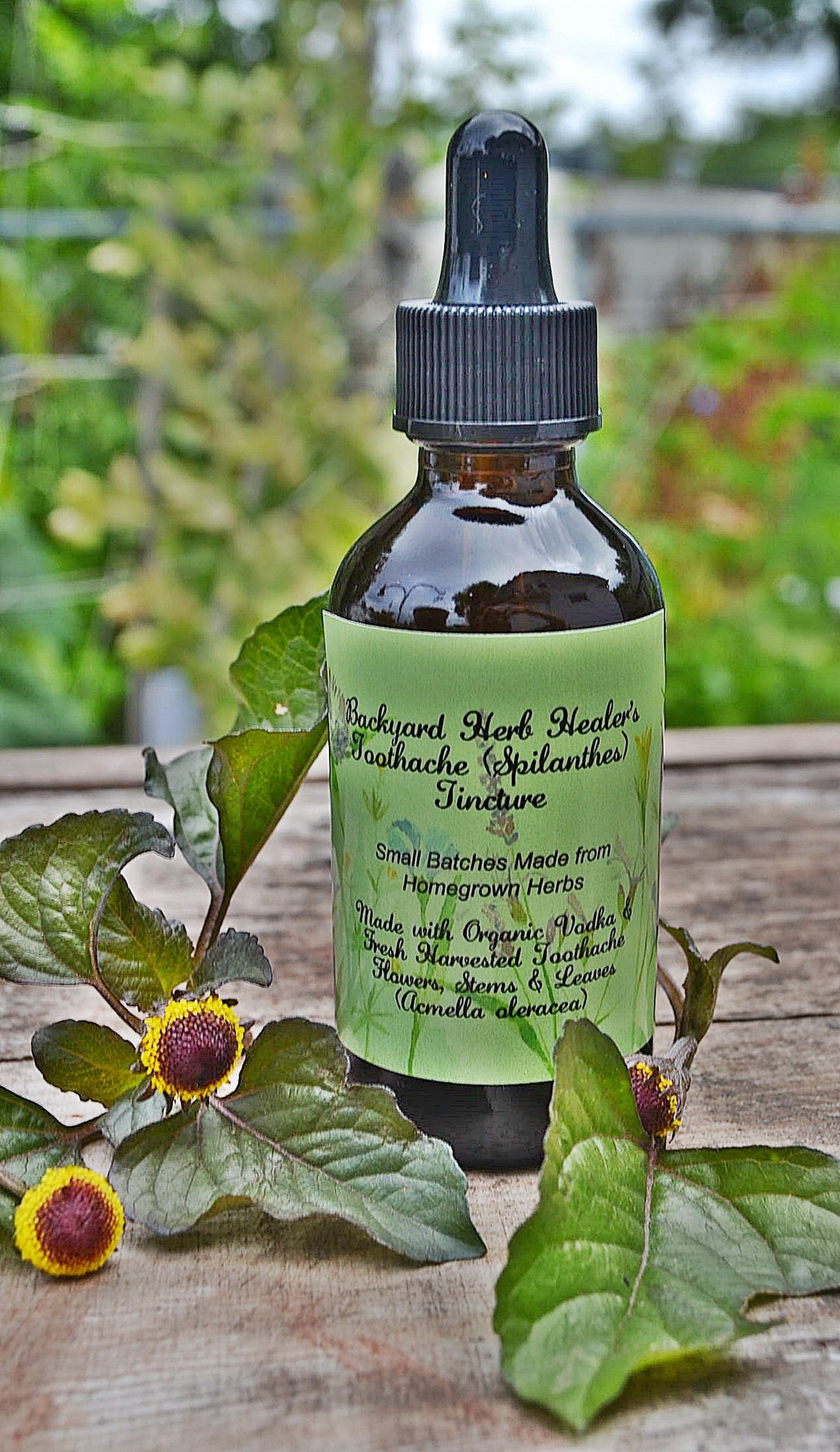 Spilanthes Tincture (acmella Oleracea) Health & Wellness Herbal Relief ...