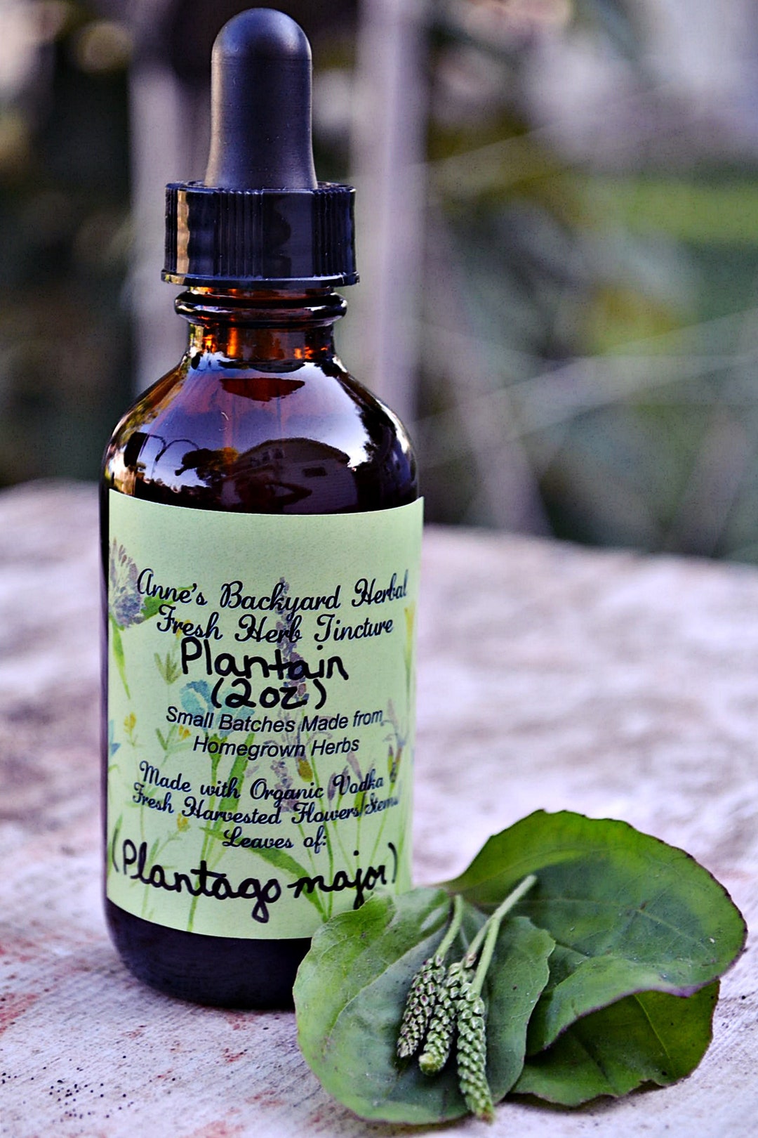 Plantain Herbal Tincture (plantago Major) Health & Wellness for ...