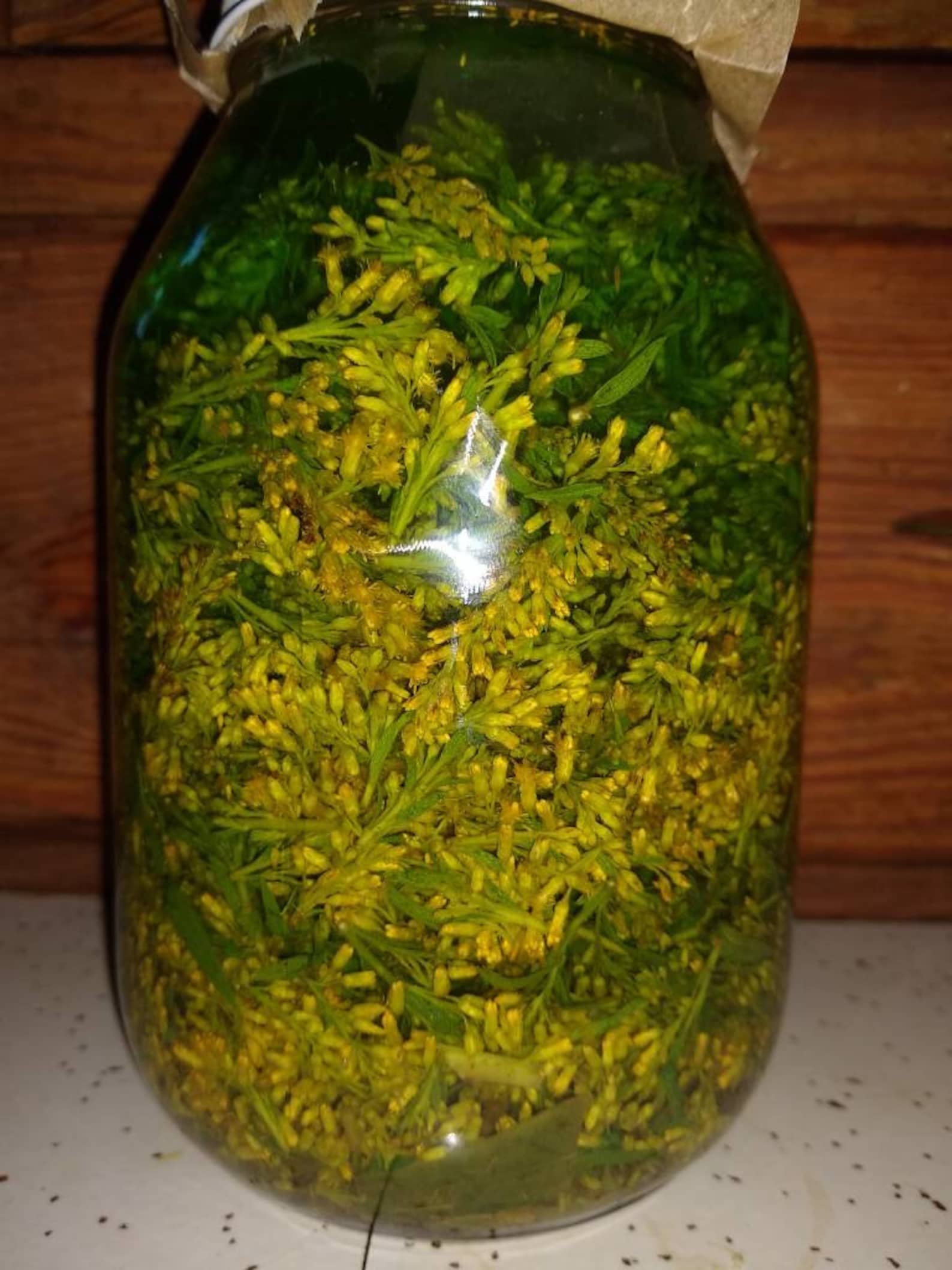 Goldenrod Herbal Tincture (solidago Canadenis) Health & Wellness - Etsy