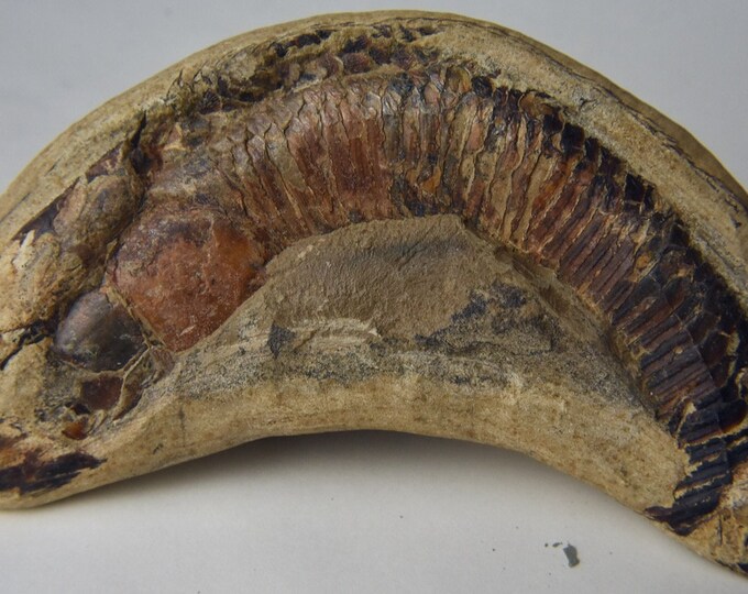 Armored Catfish Fossil From Jurassic 130 Million Years Old - Etsy