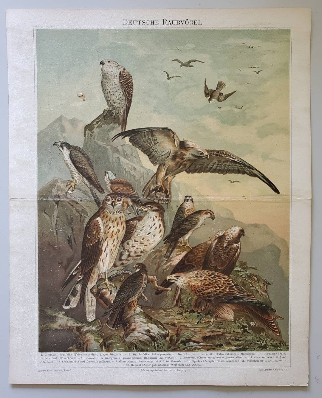 Antique German Birds of Prey Lithograph - Etsy