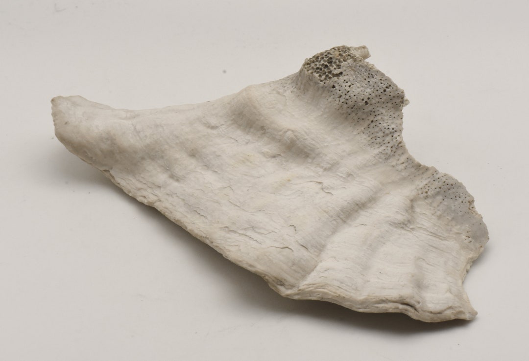 Conch Shell Outer Lip Fragment - Etsy
