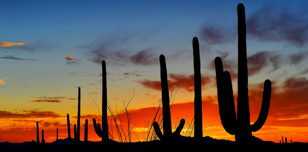 Cactus Sunset, Arizona, Sunset Art, Wall Art, Fine Art, Photography ...