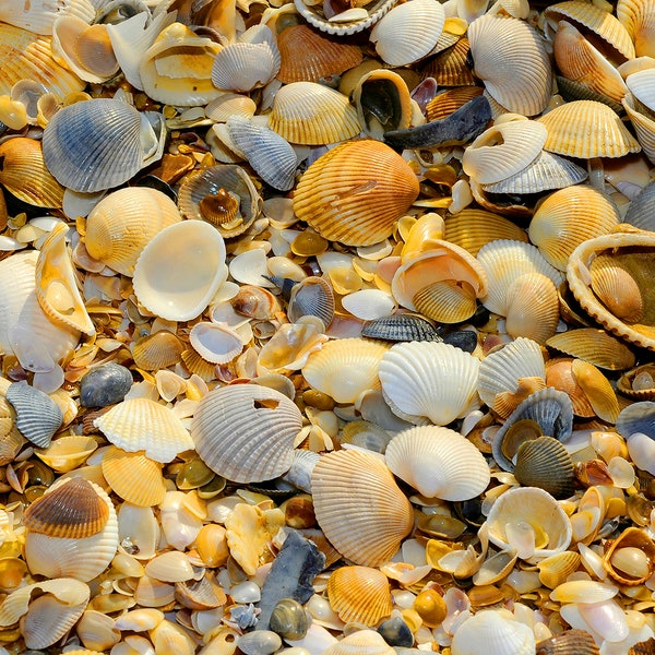 Shells Photography - Etsy