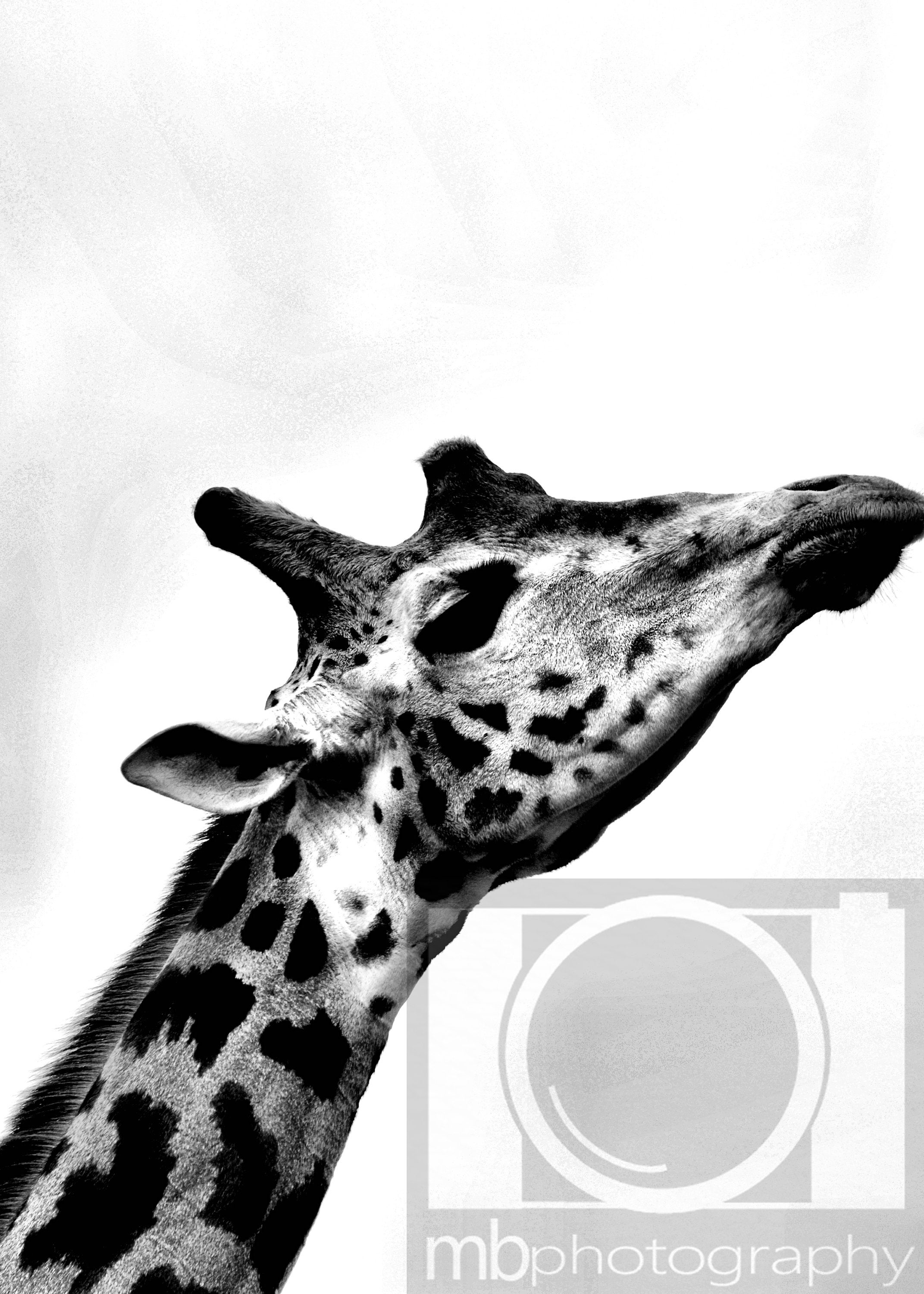 High Contrast Black And White Photography