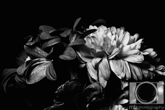 High Contrast Photography Flower