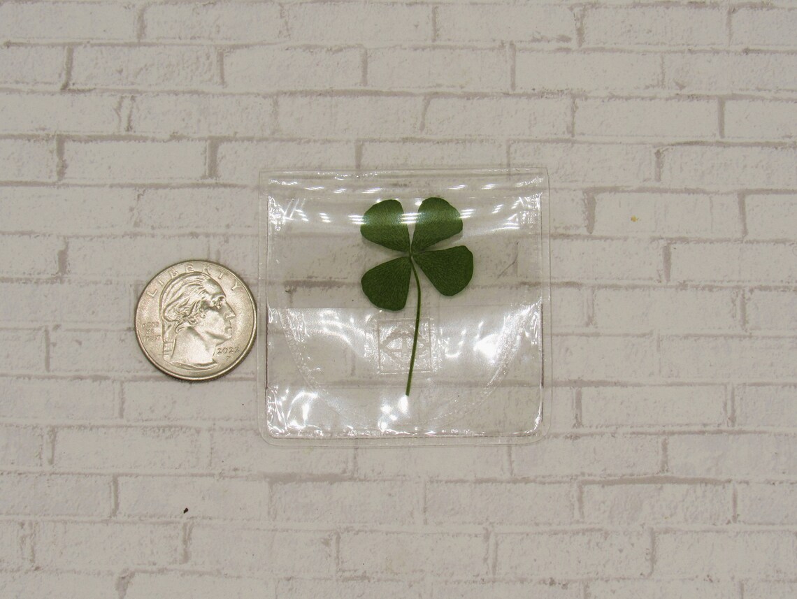 Lucky Clover, Dried 4 Leaf Clover, Lucky Irish Gift, Lucky Charm ...