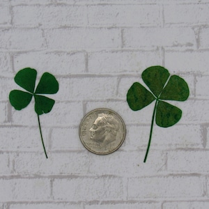 Irish Favor, Real Four-leaf Clover, Custom Favor, Personalized Favor ...