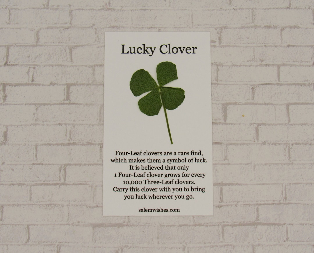 Lucky Clover, Dried 4 Leaf Clover, Lucky Irish Gift, Lucky Charm ...