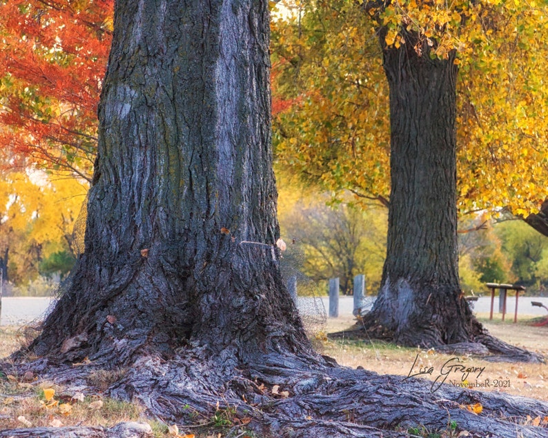 Large Colorful Trees (photo) - Etsy