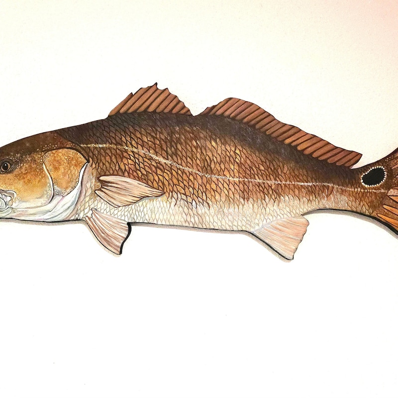 Redfish Wood Art - Etsy