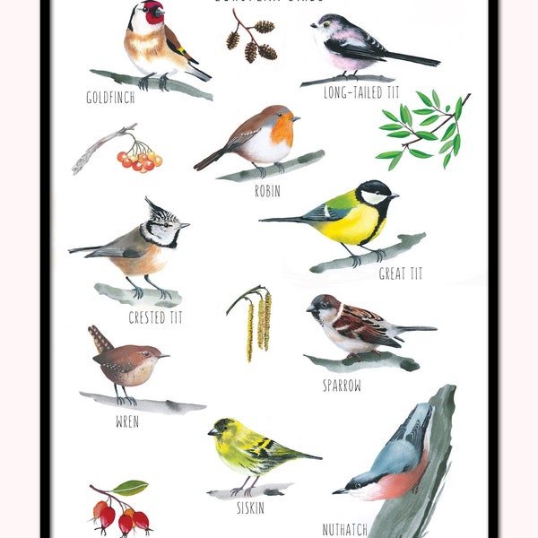 European Robin - Etsy