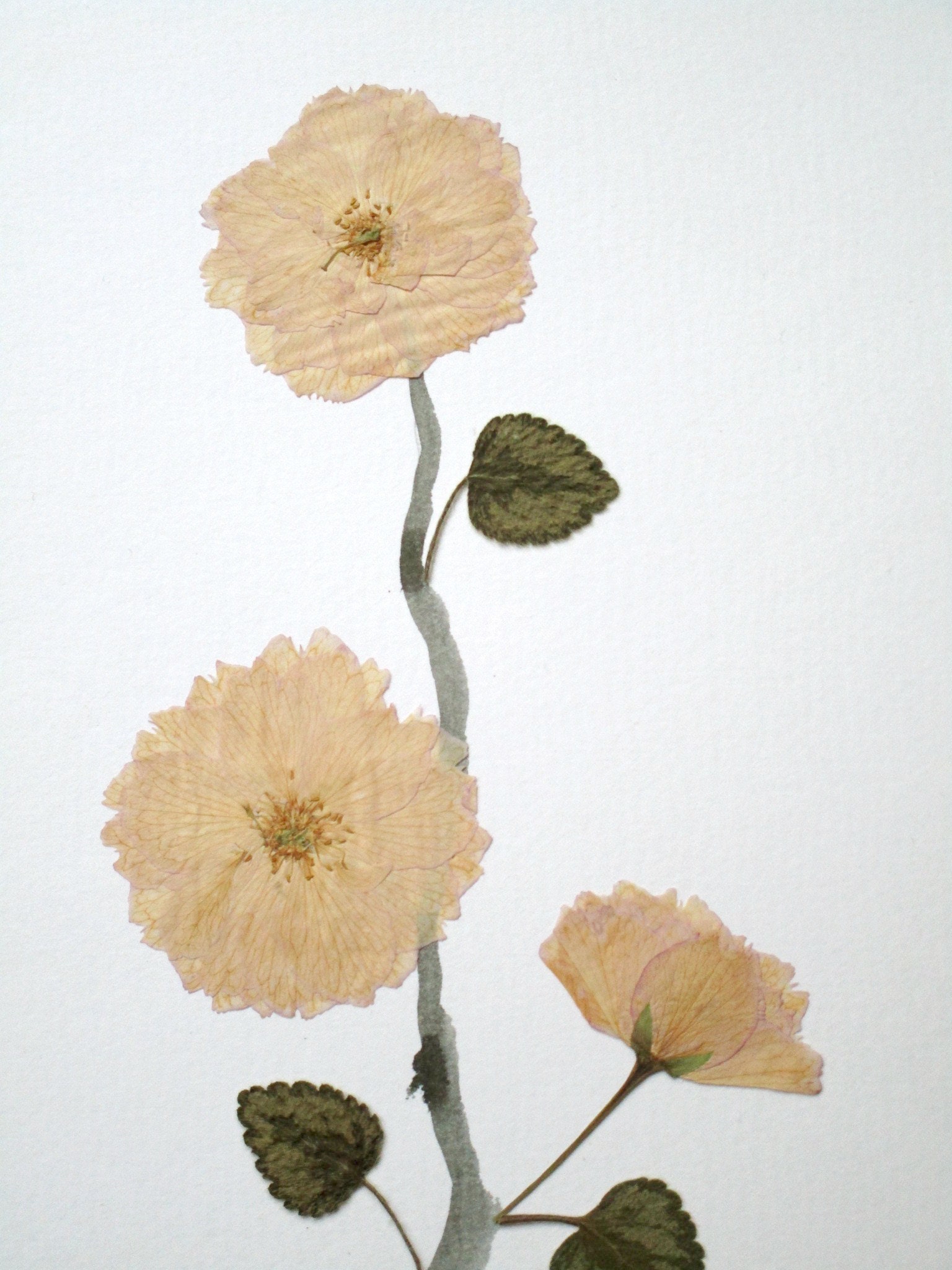 Botanical Art, Collage With Leaf and Flowers, Pressed Flowers, Flowers ...