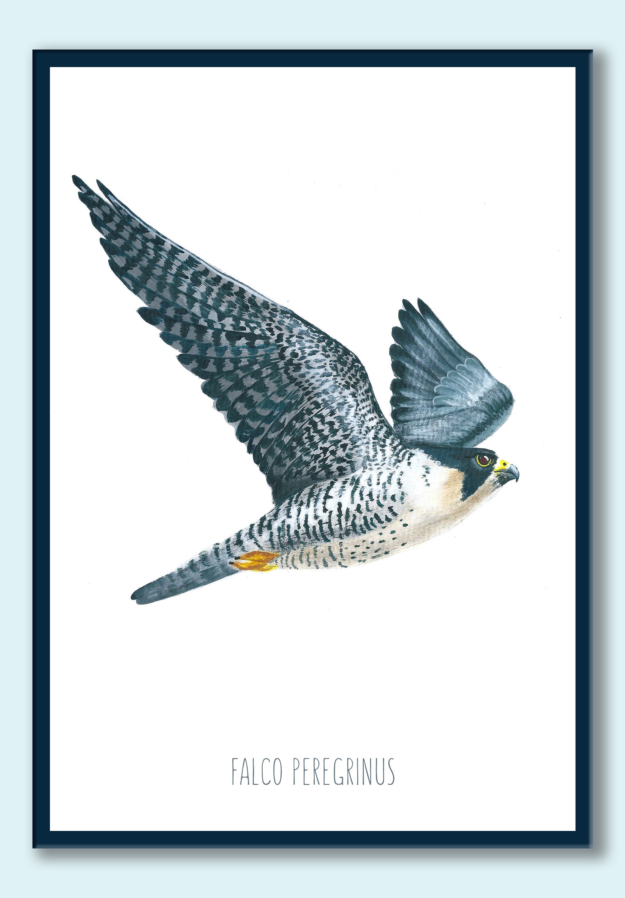 Art Print With Peregrine Falcon - Etsy