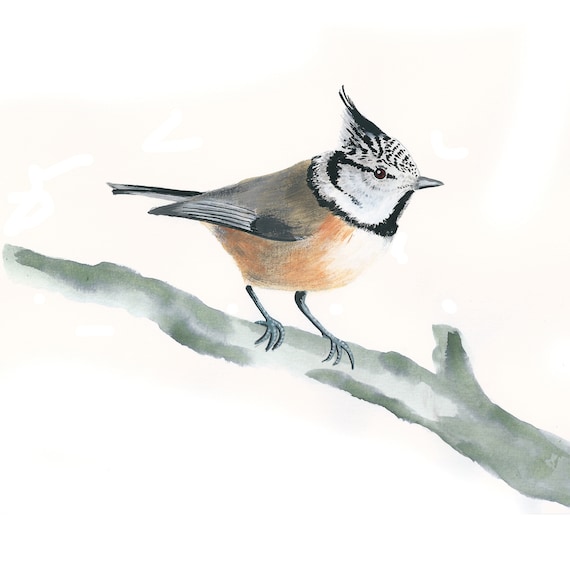 Art Print: Crested Tit on Aquarelic Paper Birds Art Prints | Etsy