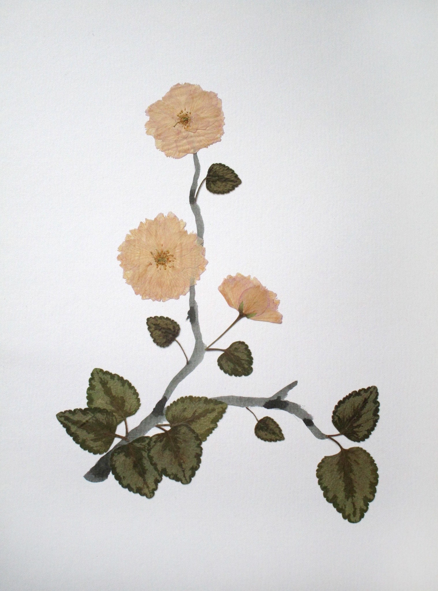 Botanical Art, Collage With Leaf and Flowers, Pressed Flowers, Flowers ...