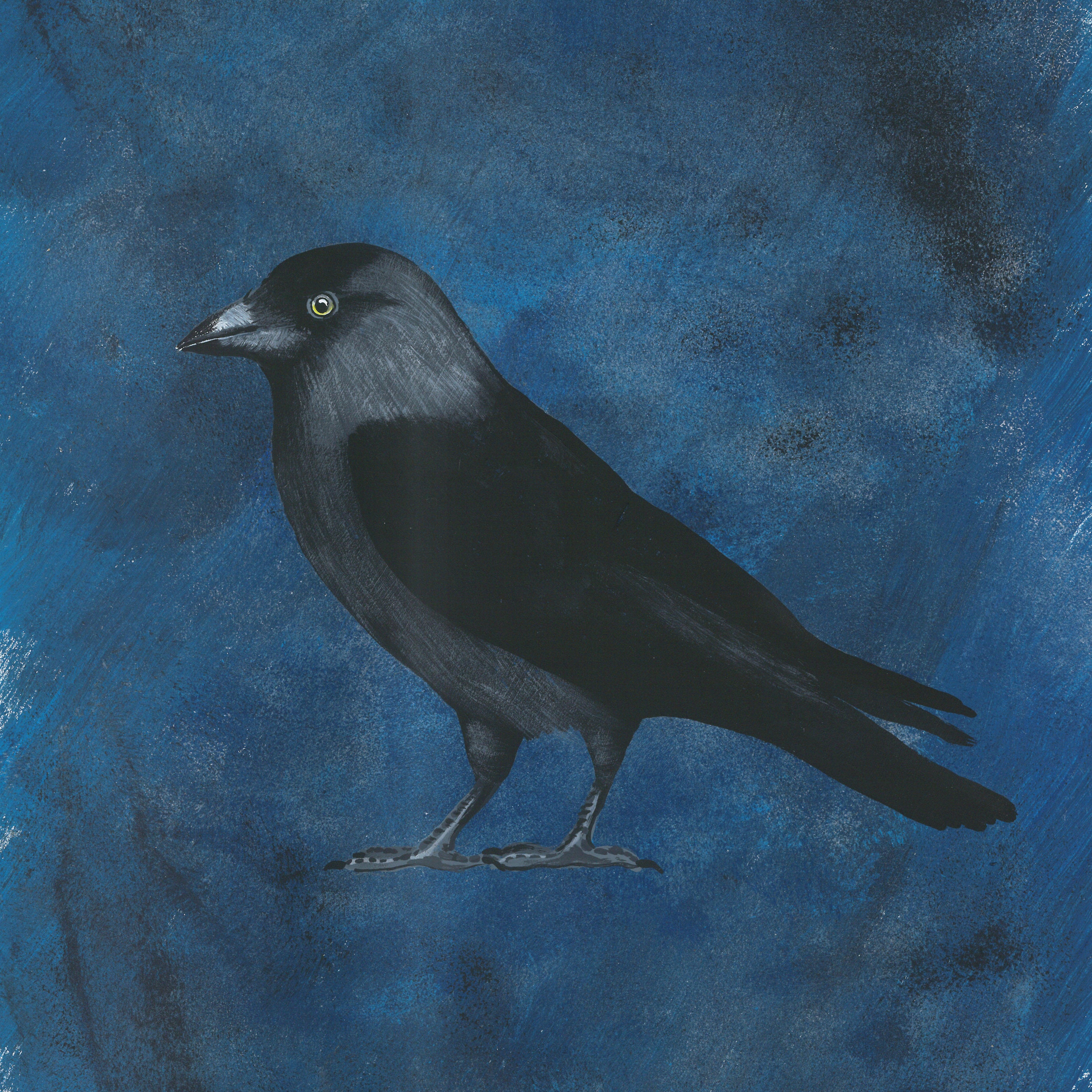 Art Print With Western Jackdaw on Dark Background, Bird Portrait, Bird ...