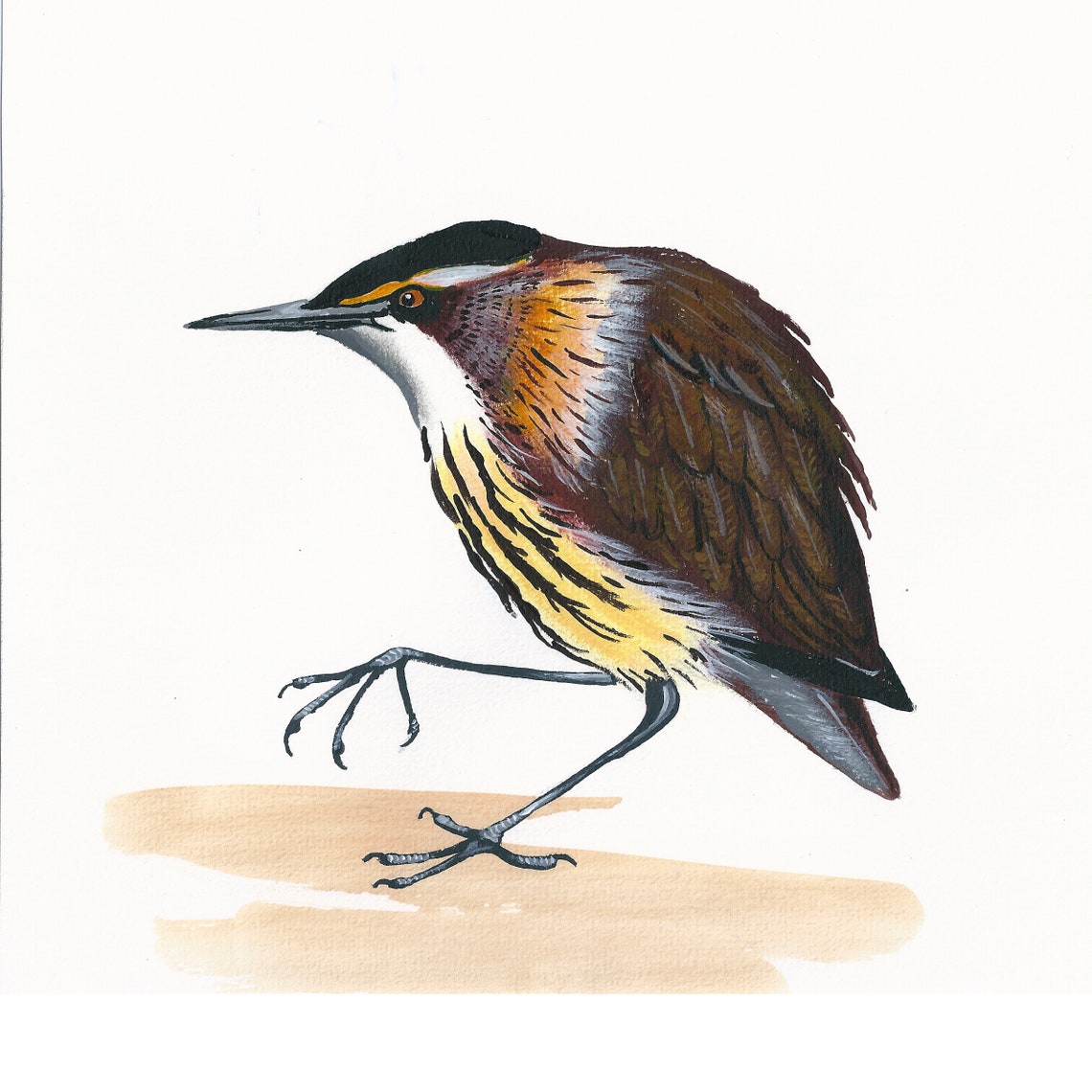 Art Print With Bittern, Painted Bird on a Branch, Printed Art, Art With ...