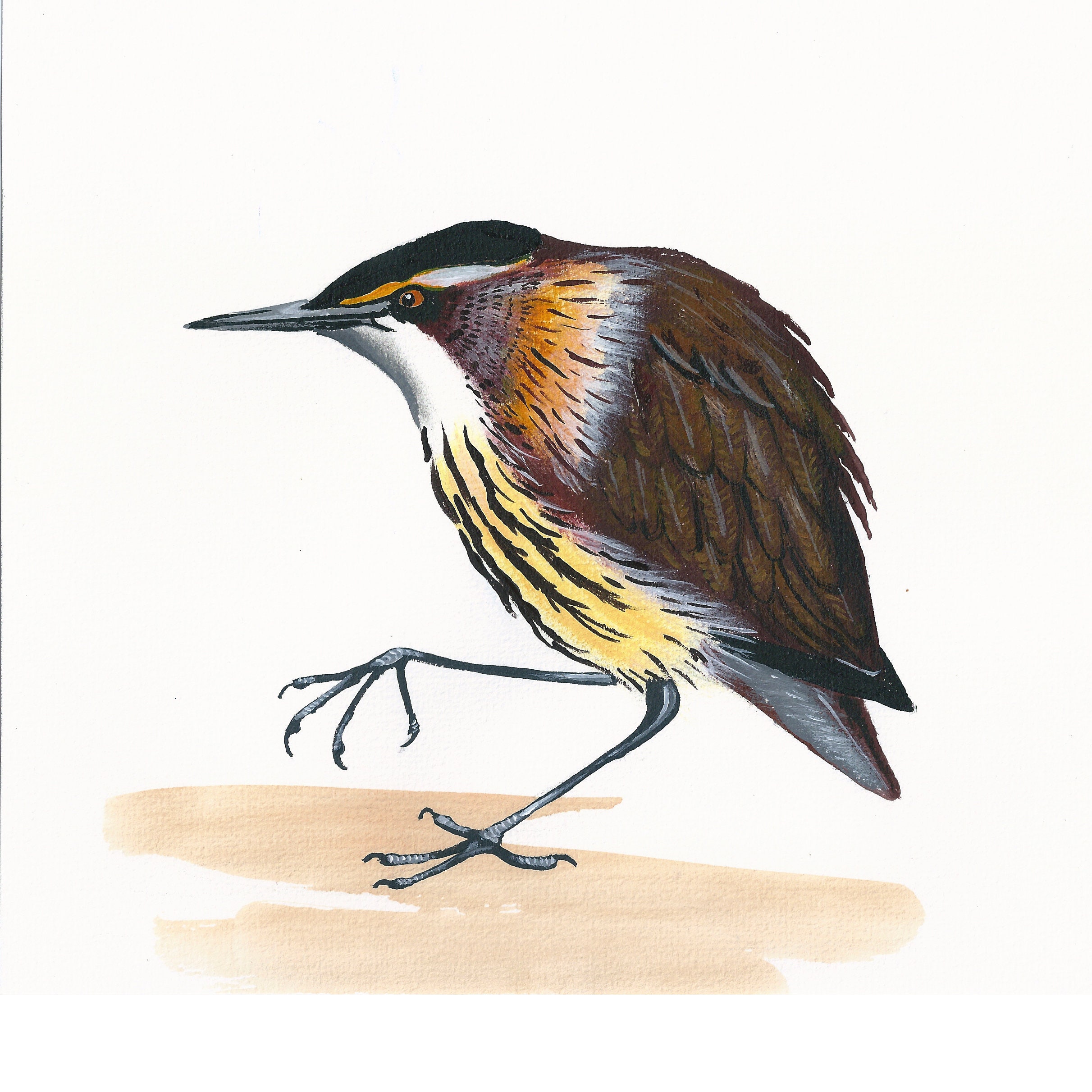 Art Print With Bittern, Painted Bird on a Branch, Printed Art, Art With ...