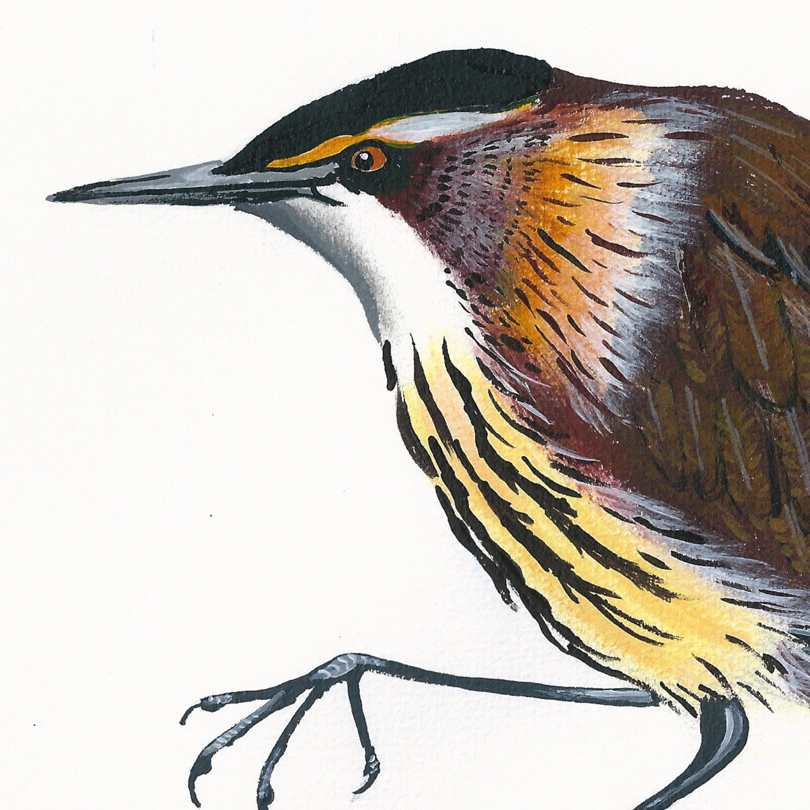 Art Print With Bittern, Painted Bird on a Branch, Printed Art, Art With ...