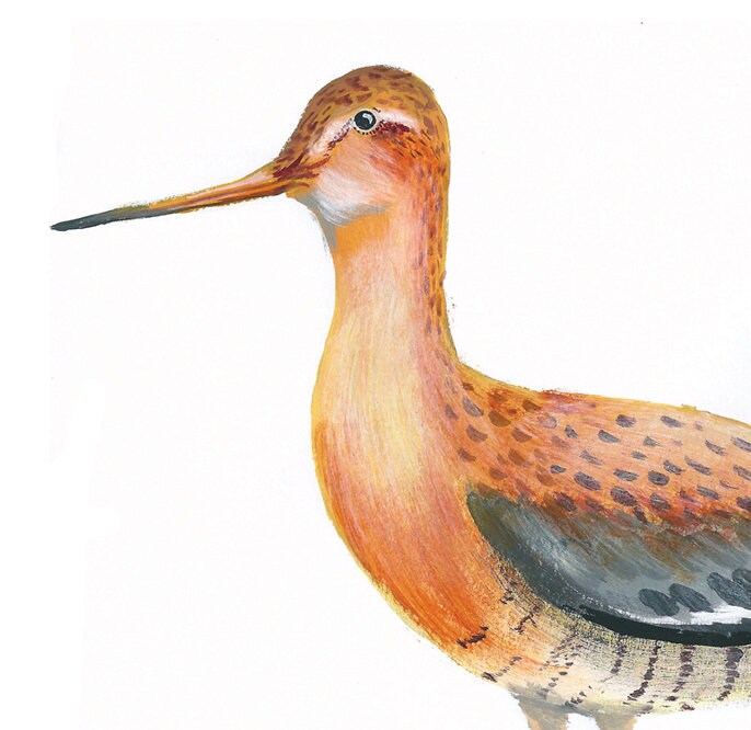 Art Print With Godwitt, Printed Art With Birds, Birds Printing, Godwitt ...