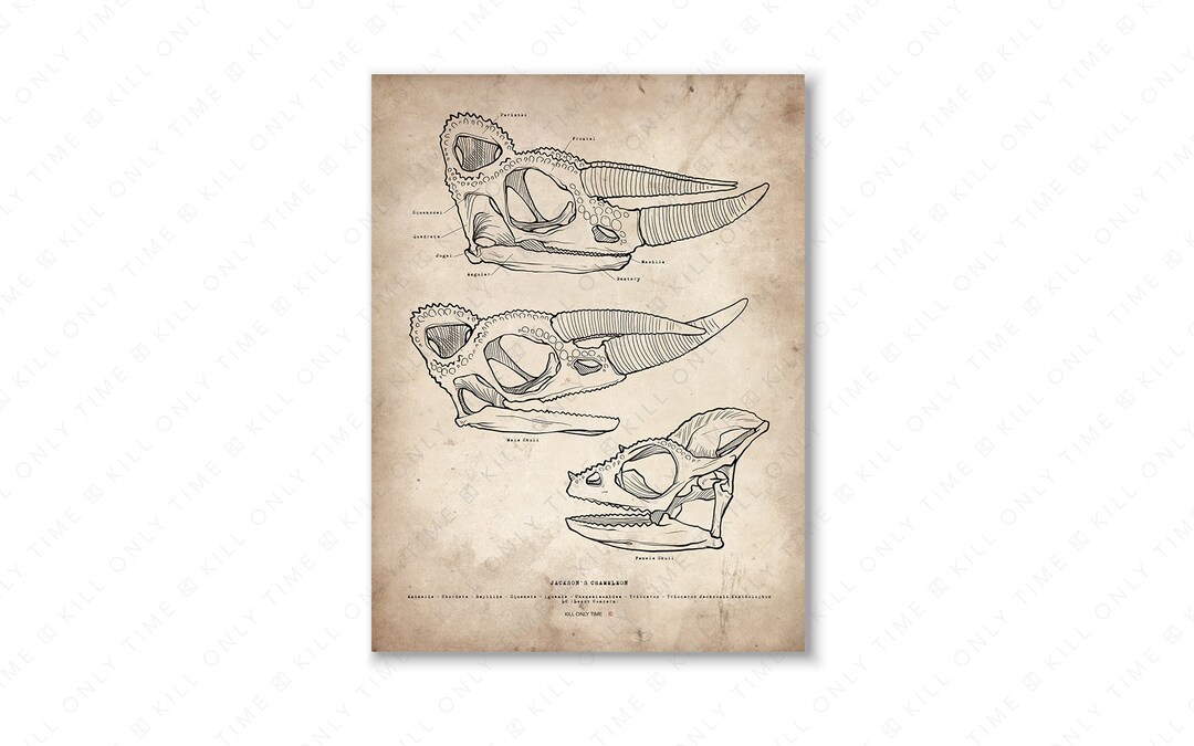 Jackson's Chameleon Skull Art Print - Trioceros Chameleon Skeleton ...