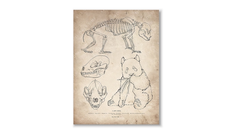 Giant Panda Skeleton Wall Art Chinese Panda Skull Drawing, Endangered ...