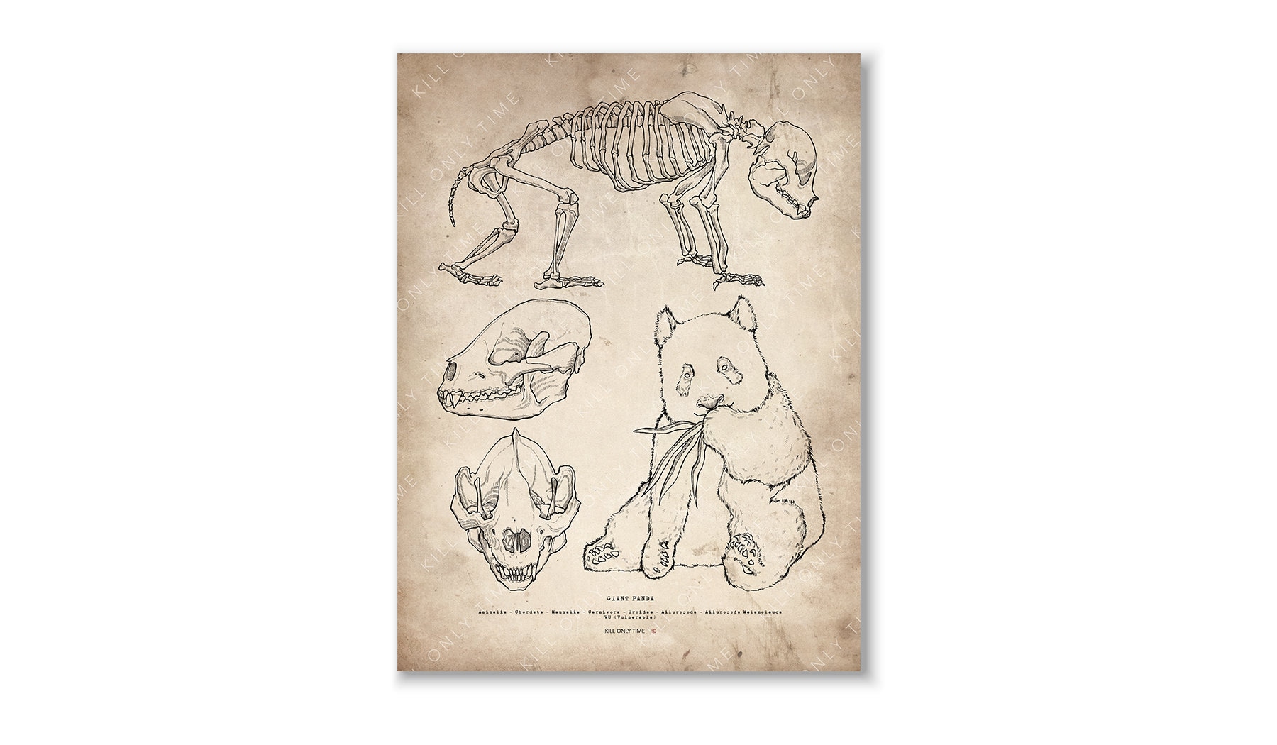 Giant Panda Skeleton Wall Art Chinese Panda Skull Drawing, Endangered ...