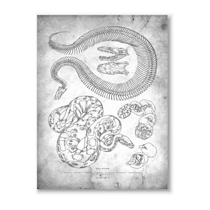 Ball Python Skeleton Wall Art, Snake Skull Drawing, Reptile Anatomical ...