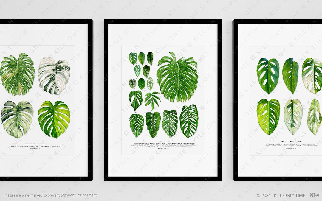 Monstera Species Art Print, Plant Art, Botanical Taxonomy, Monstera ...