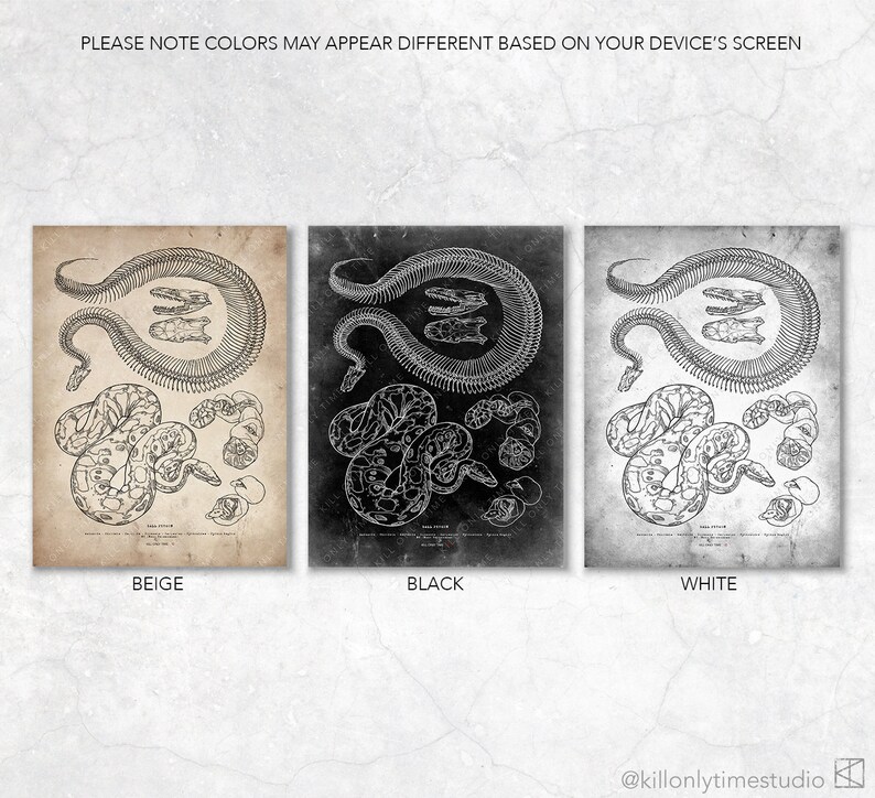Ball Python Skeleton Wall Art, Snake Skull Drawing, Reptile Anatomical ...