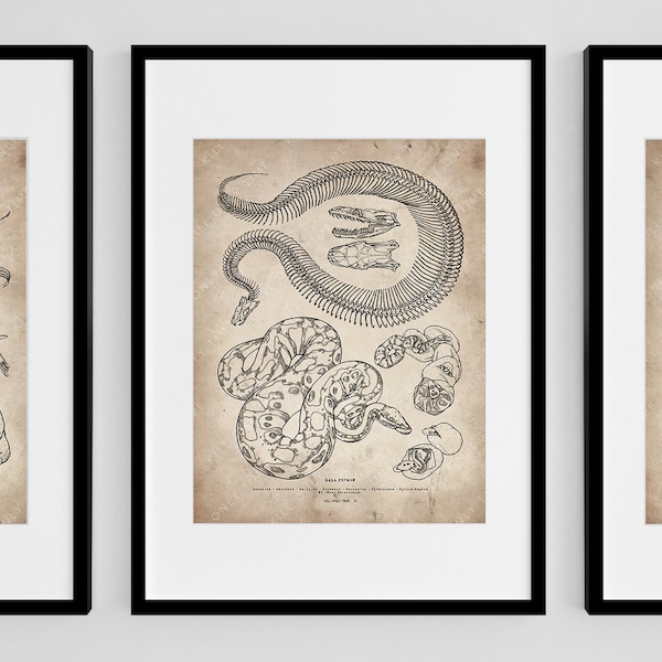 Skull Artwork - Etsy