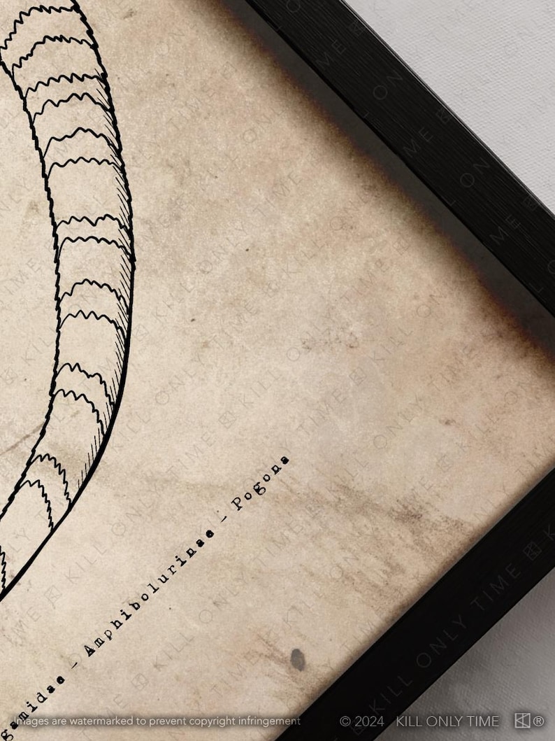 Bearded Dragon Skeleton Art Print: Hand-drawn Vintage-style Scientific ...