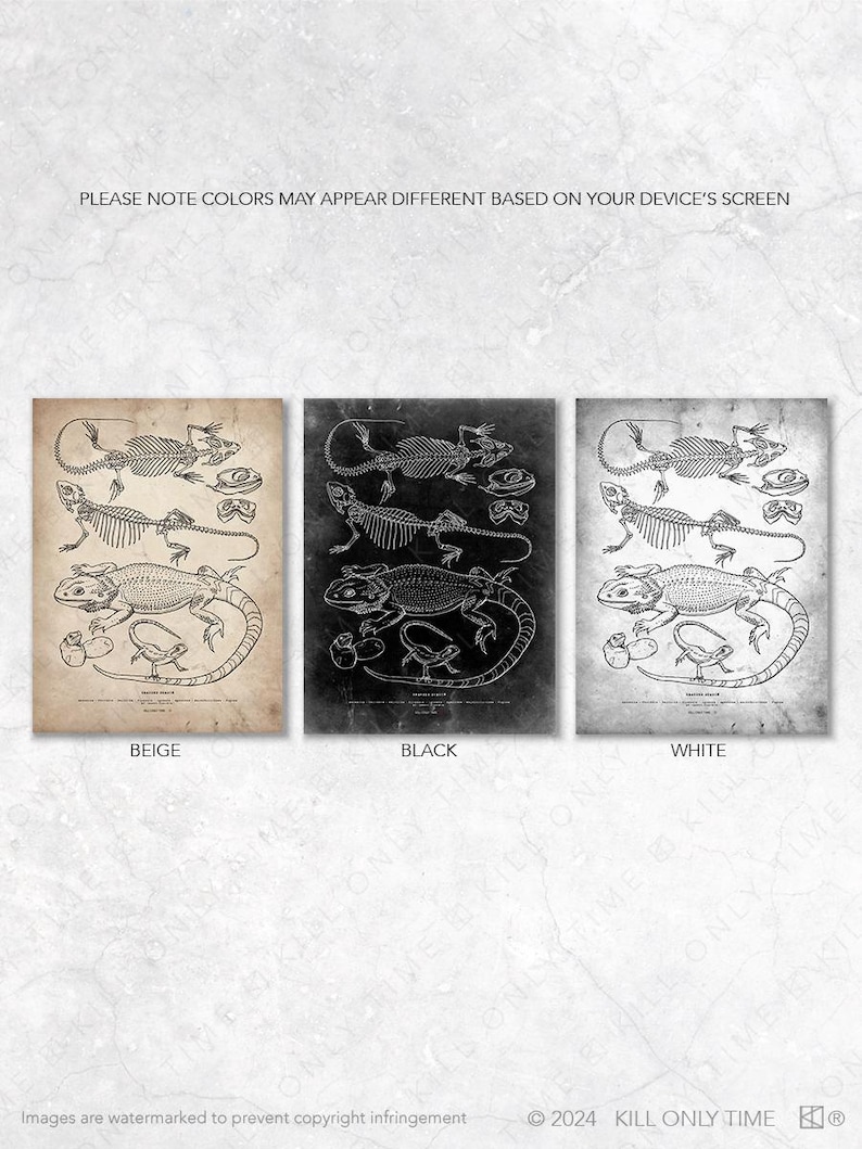 Bearded Dragon Skeleton Art Print: Hand-drawn Vintage-style Scientific ...