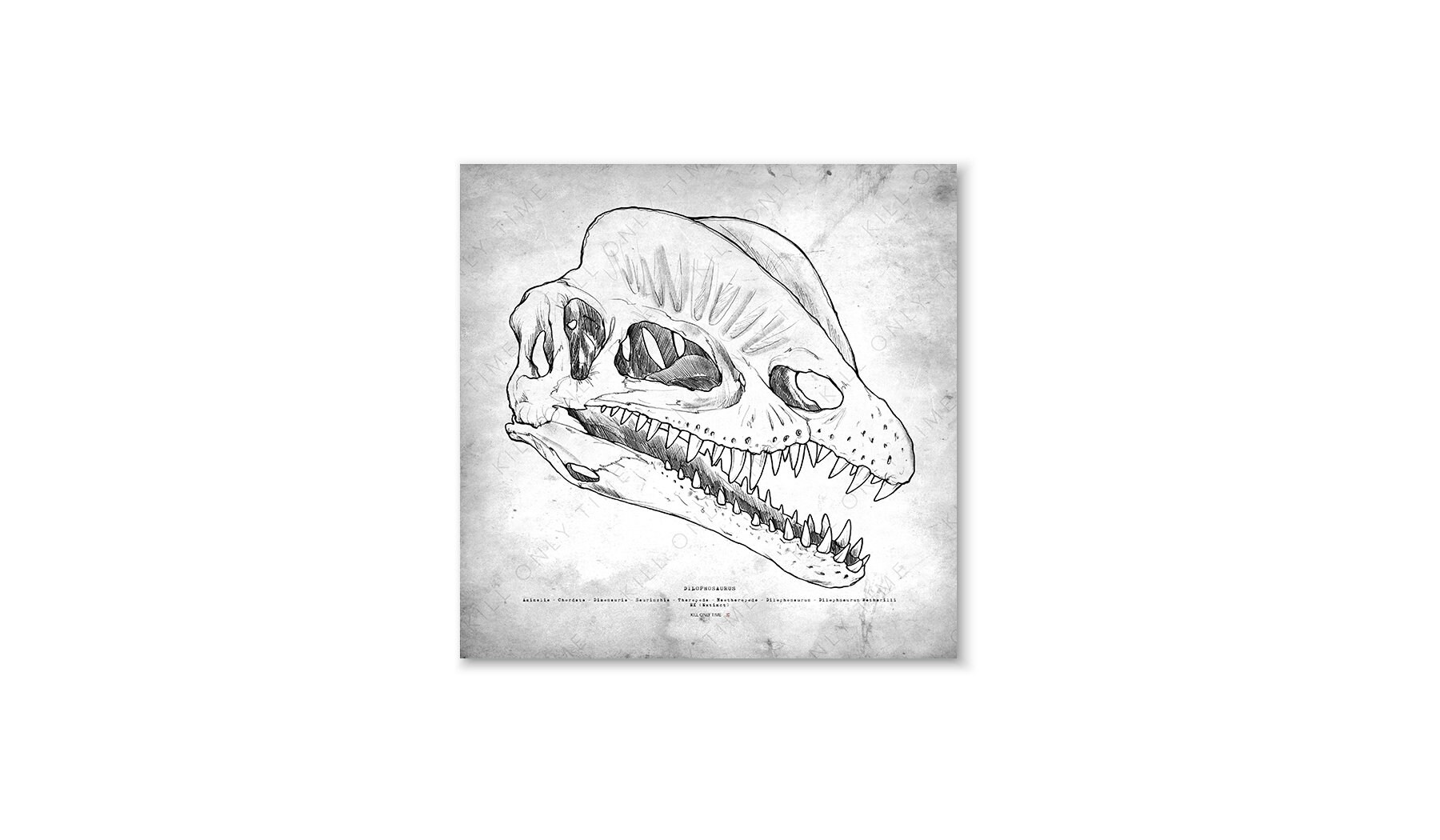 Dilophosaurus Skull Art Print - Vintage Antique Drawing Art Print ...