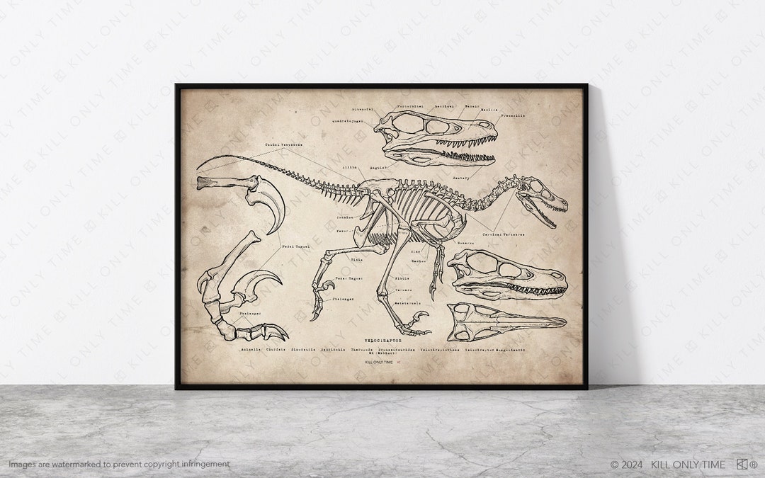 Velociraptor Skeleton Wall Art Dinosaur Skull, Jurassic Fossil Art ...