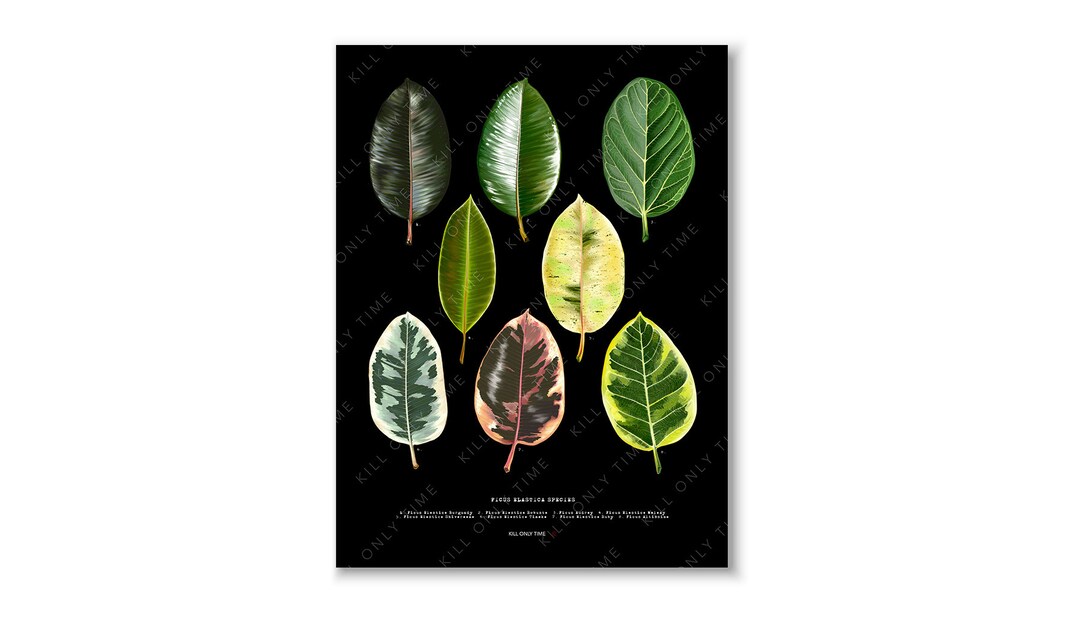 Ficus Elastica Species Wall Art, Rubber Tree Poster, Variegated Ficus ...