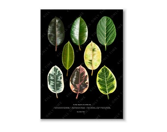 Ficus Elastica Tinike - Etsy