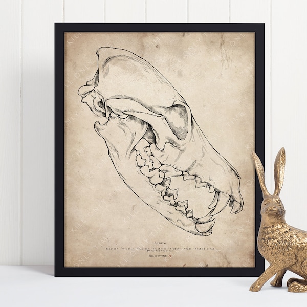 Coyote Skeleton - Etsy