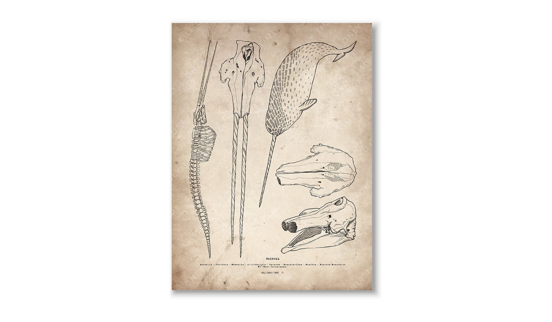 Narwhal Skeleton Wall Art Narwhal Skull Drawing, Endangered Species ...