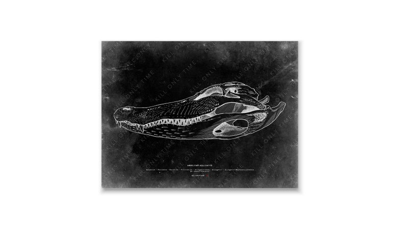 American Alligator Skull Wall Art Alligator Anatomical Drawing, Animal ...