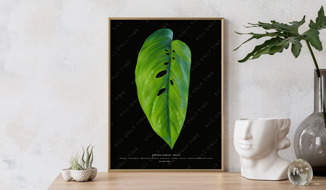 Monstera Adansonii Narrow Form Art Print- Monstera Art, Botanical ...