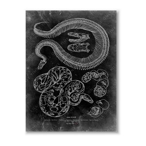 Ball Python Skeleton Wall Art, Snake Skull Drawing, Reptile Anatomical ...