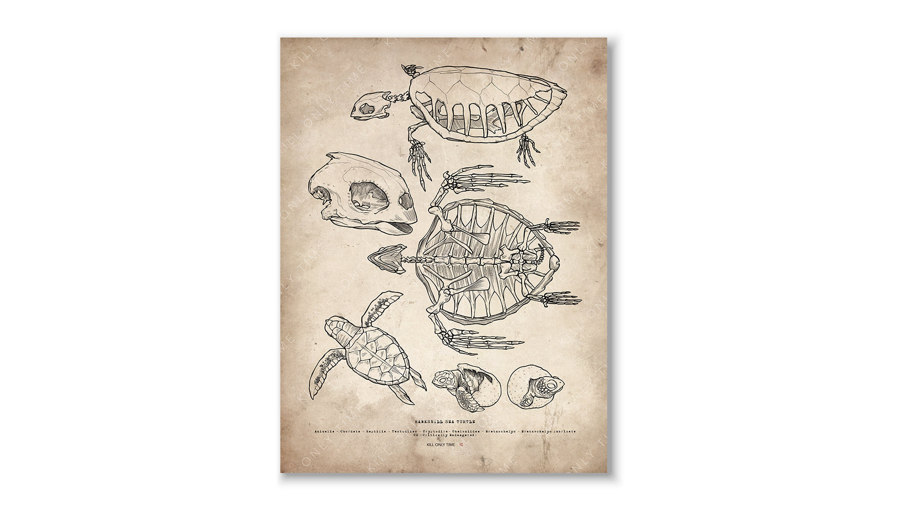 Hawksbill Sea Turtle Skull Wall Art Vintage Antique Drawing Art Print ...